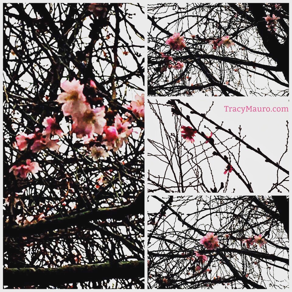 Resilient Beauty | Ragamuffin Oasis: Finding Our Places to Just Be